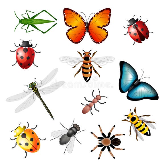 Invertebrates Stock Illustrations – 7,374 Invertebrates Stock ...