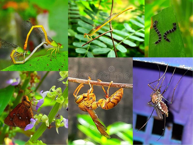 Collection of Insects in a Box Stock Image - Image of pair, eyes: 281529945