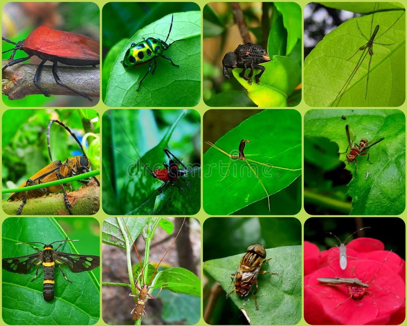 Collection of Insects in a Box Stock Image - Image of pairs, flower ...