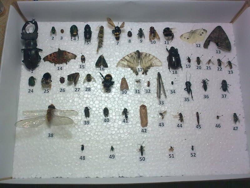 Collection of insects stock image. Image of bugs, biology - 53948941