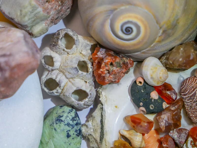 Collection of Interesting Sea Shells and Gemstones from Three Seas ...