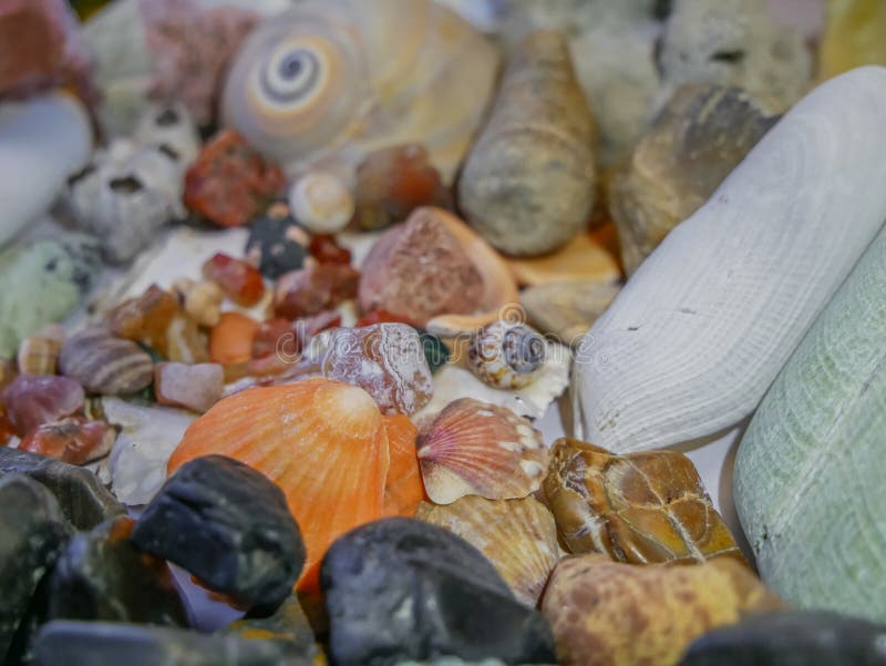 Collection of Interesting Sea Shells and Gemstones from Three Seas ...
