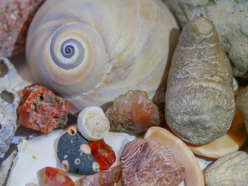 Collection of Interesting Sea Shells and Gemstones from Three Seas ...