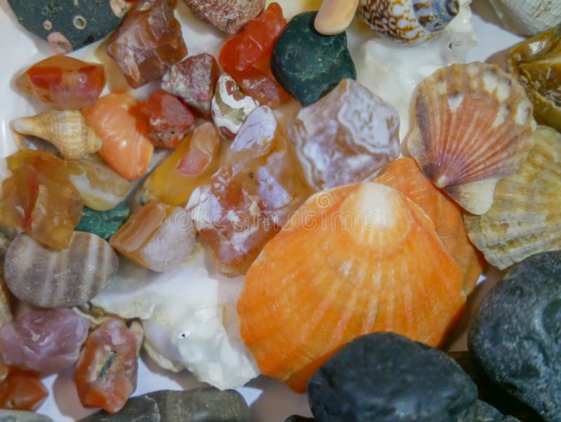 Collection of Interesting Sea Shells and Gemstones from Three Seas ...