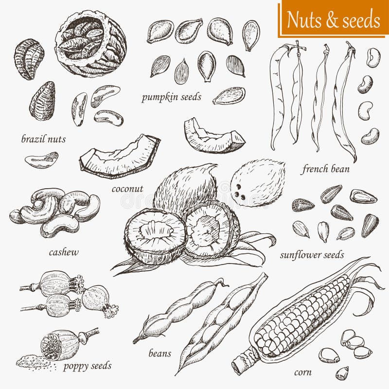Nuts and Seeds Background Collection Hand Drawn Vector Illustration ...