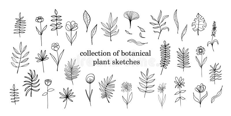 Collection of Isolated Sketch Flower and Plants on White Background in ...