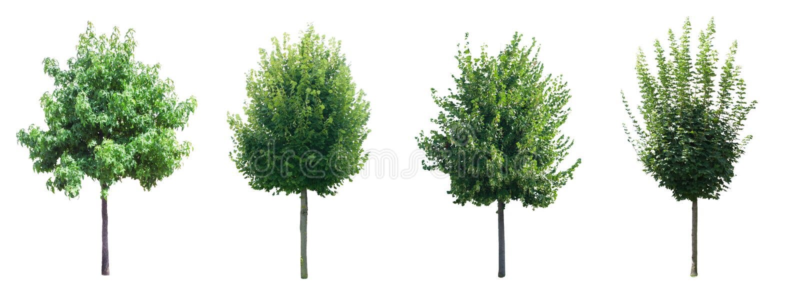 Isolated trees stock photo. Image of detail, white, tree - 29085166
