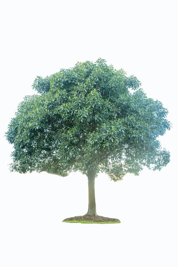 Collection Of Isolated Trees Stock Image - Image of tropital ...