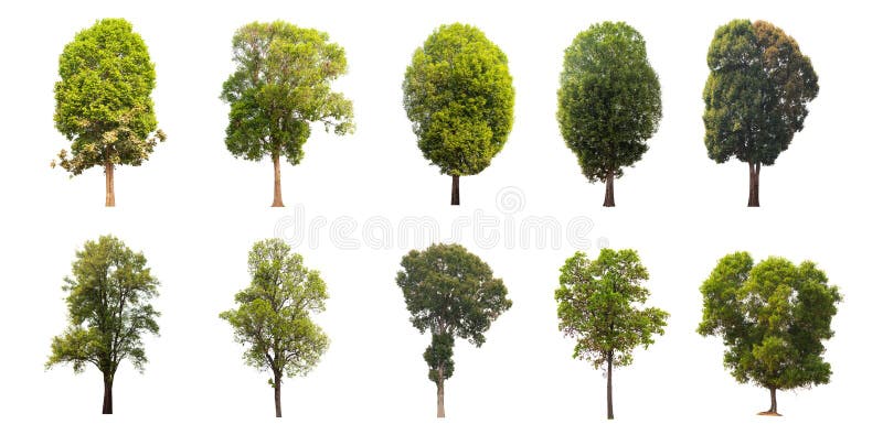 Collection of Isolated Trees on White Background. a Beautiful Trees ...
