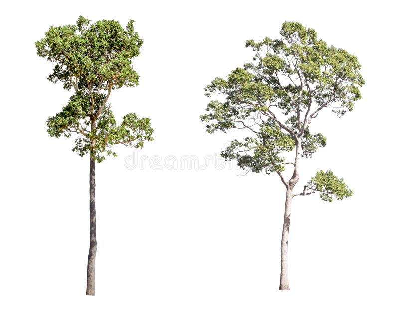 Collection of Isolated Trees on a White Background. Beautiful Tree it ...