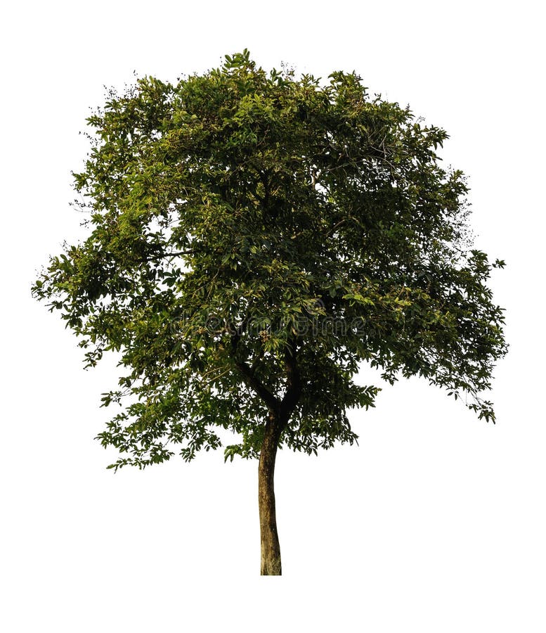 Isolated Tree on White Background Stock Image - Image of foliage ...
