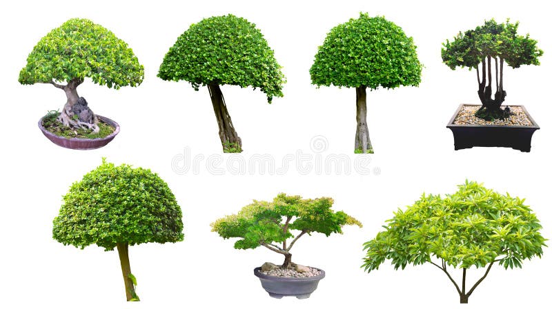 Collection of Isolated Trees on White Background, the Collection of ...