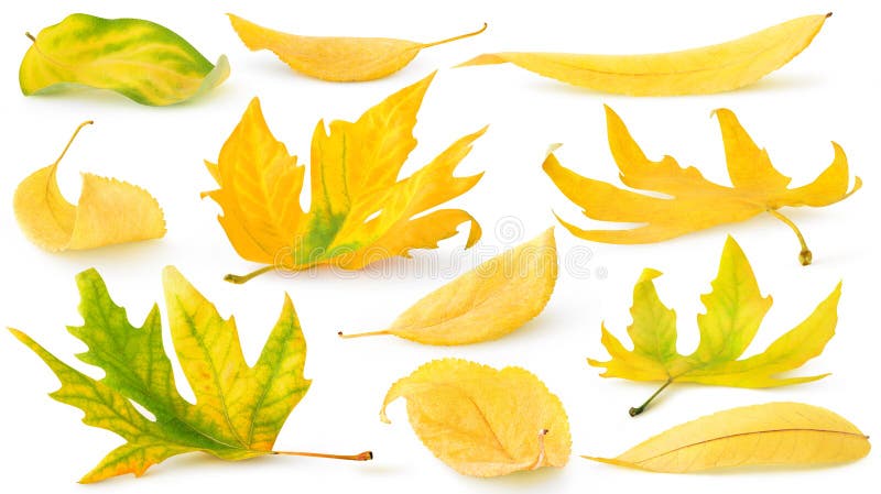 Collection of Isolated Yellow Autumn Leaves on the Ground Stock Photo ...