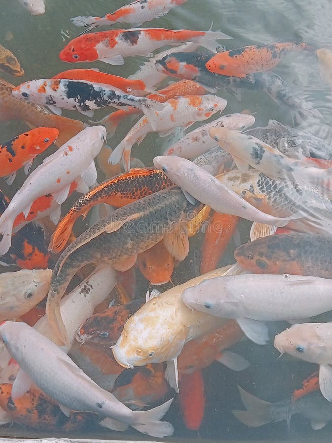 A Collection of Koi Fish or Gold Fish in One Pond Stock Image - Image ...