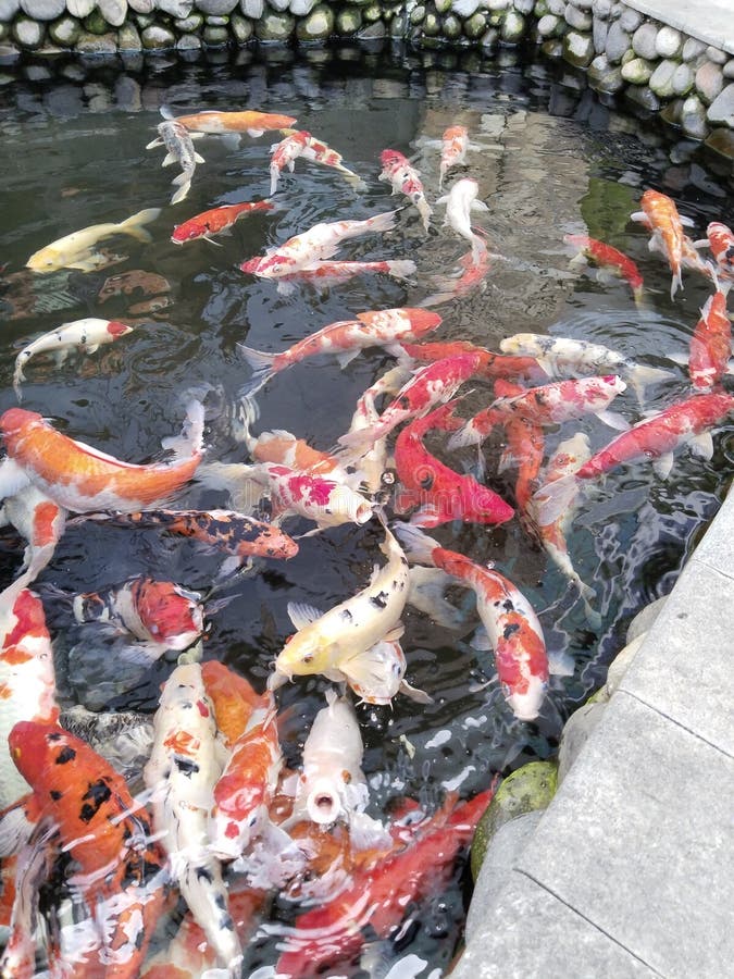 A Collection of Koi Fish in a Modern Hotel Building in Makassar Stock ...