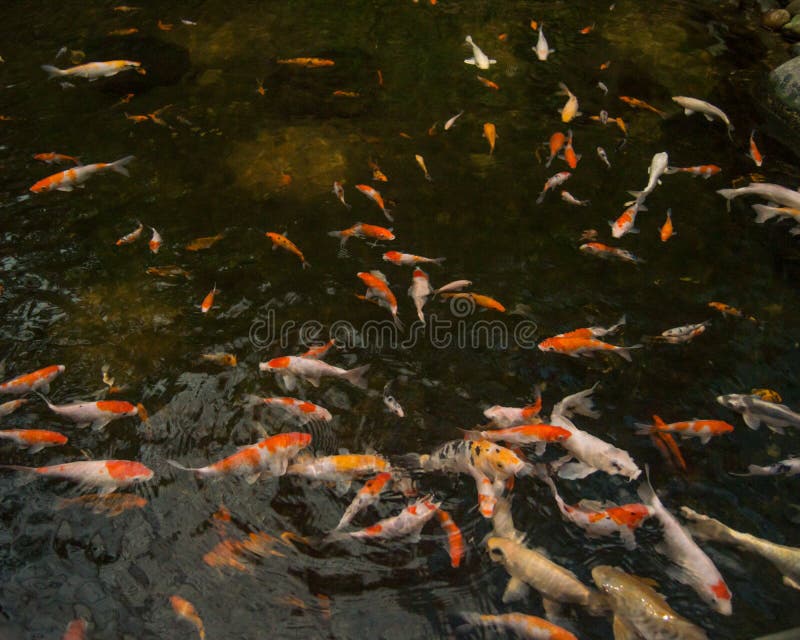 A Collection of Koi Fish Swimming in the Pool Stock Photo - Image of ...