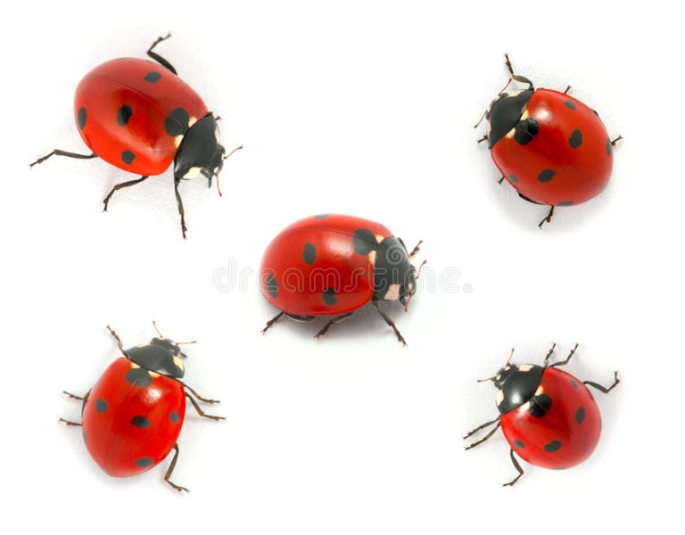 Collection of ladybugs stock image. Image of animal, beetle - 29437507