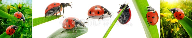 Collection Ladybugs in Nature and on White Stock Image - Image of fall ...