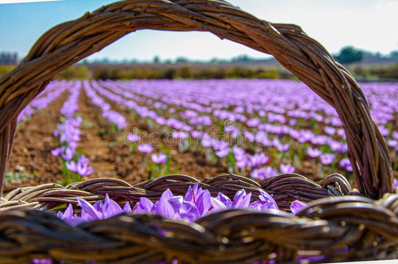 Saffron Rose Collection Landscape Stock Photo - Image of cover ...