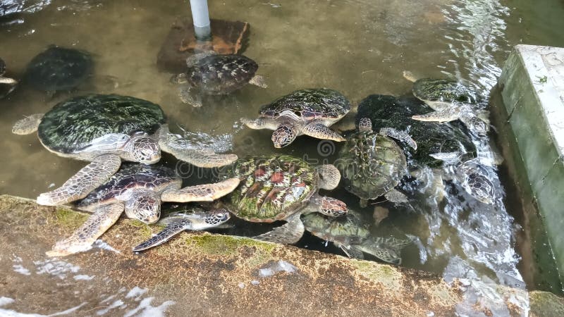 A Collection of Large and Old Turtles that are Tens of Years Old in a ...