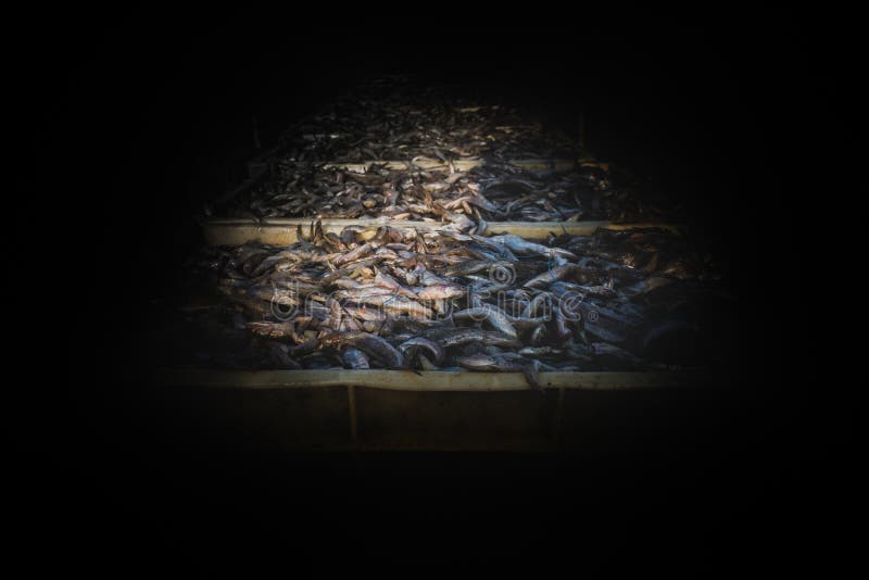 Collection of Large Quantity of Fish in the Fish Containers Ready To ...