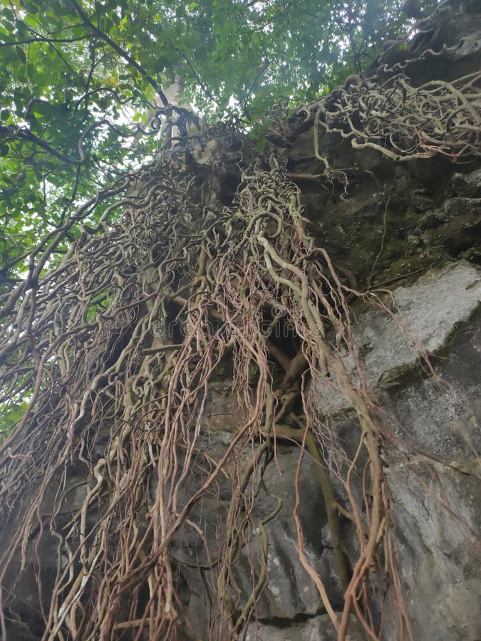 A Collection of Large Tree Roots Attached To a Rocky Cliff in the ...