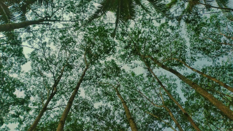 A Collection of Large Trees with Dense Leaves and Many Branches Stock ...