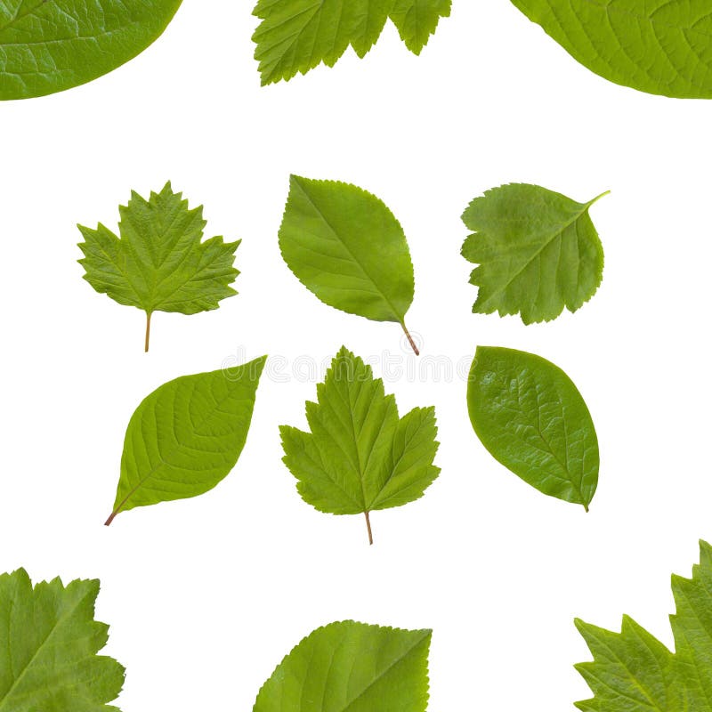 Collection of leafs stock photo. Image of collection, plant - 5643272