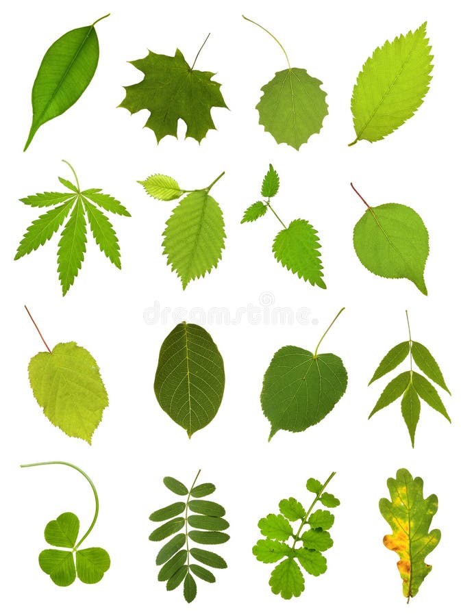 Collection leaves stock image. Image of nature, rowan - 23235617
