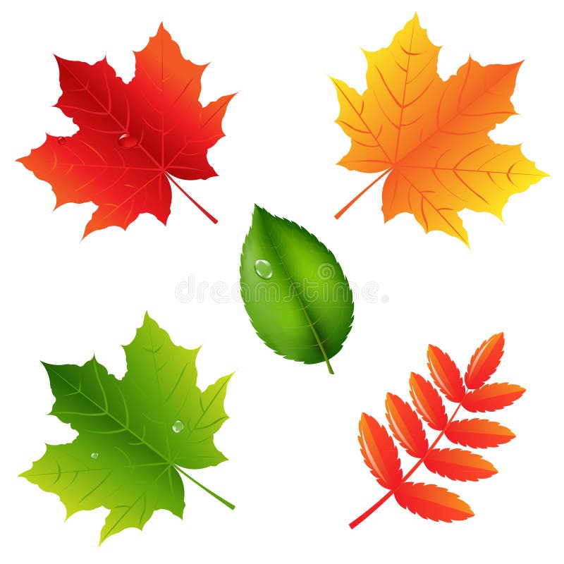 5 Fall Leaves Stock Illustrations – 131 5 Fall Leaves Stock ...