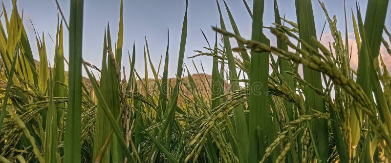 A Collection of Leaves, Stems and Rice Fruit Waiting for Several Weeks ...