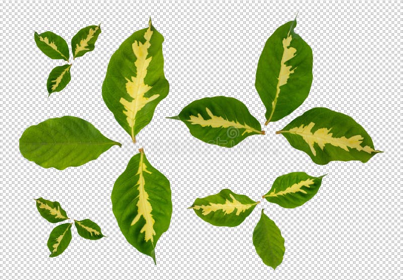 Collection of Leaves on Transparent Background . Stock Image - Image of ...