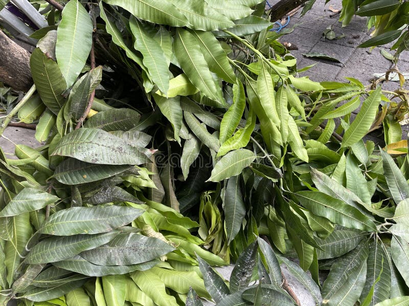 Collection of Leaves and Twigs of Mango Trees Stock Image - Image of ...