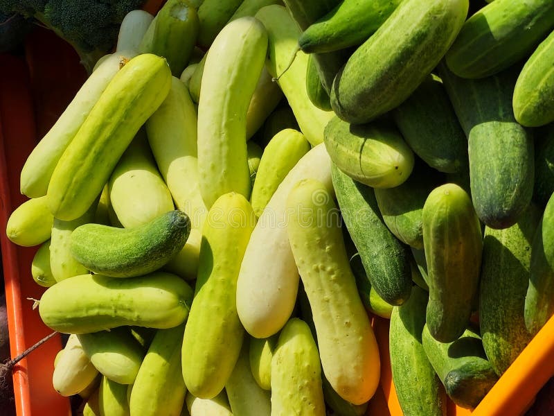 A Collection of Light Green Cucumbers in a Container, Freshly Picked ...
