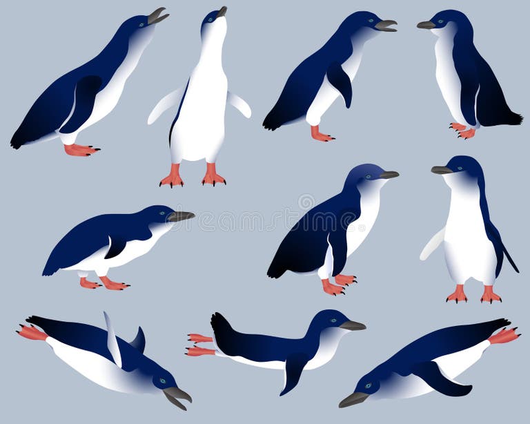 Collection of Little Penguins or Blue Penguins Birds in Colour Image ...