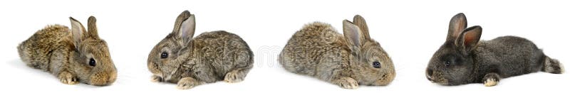 Collection of Little Rabbits from Different Angles Isolated on White ...
