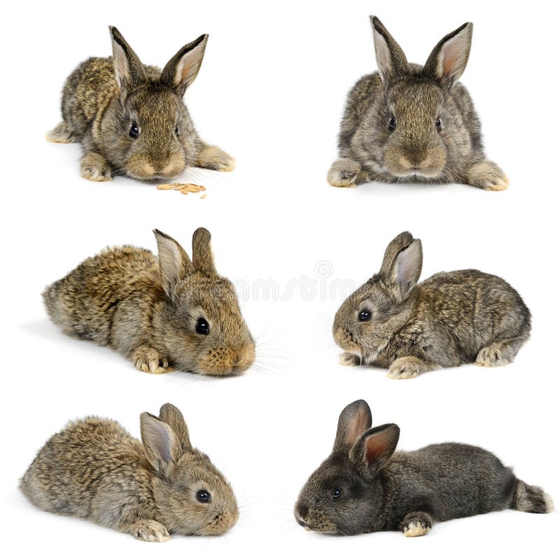 Collection of Little Rabbits from Different Angles Isolated on White ...