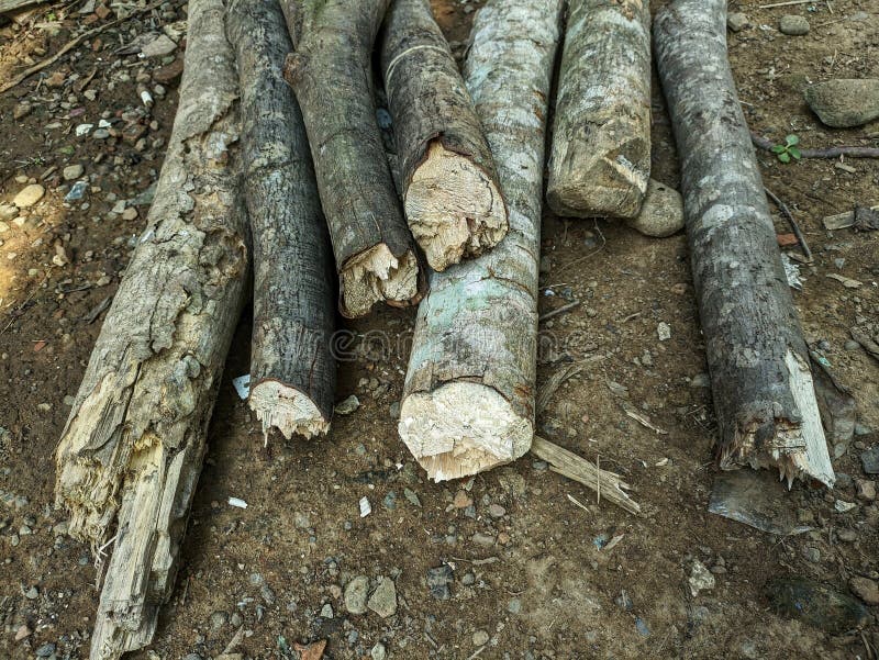 A Collection of Logs Lying on the Ground in an Outdoor Setting. Stock ...