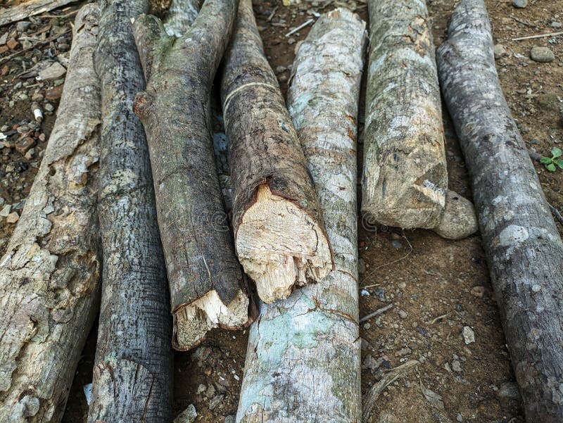 A Collection of Logs Lying on the Ground in an Outdoor Setting. Stock ...