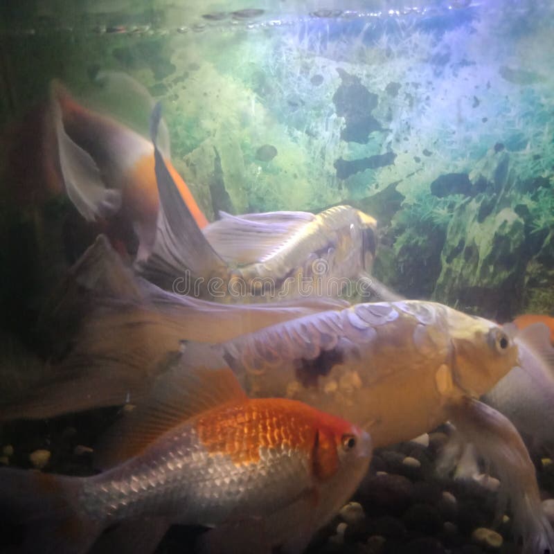 Collection Local Fish so Cute Stock Photo - Image of collection ...