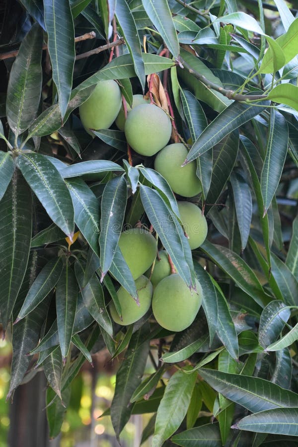 Collection of Mangos on a Mango Tree Stock Photo - Image of hanging ...