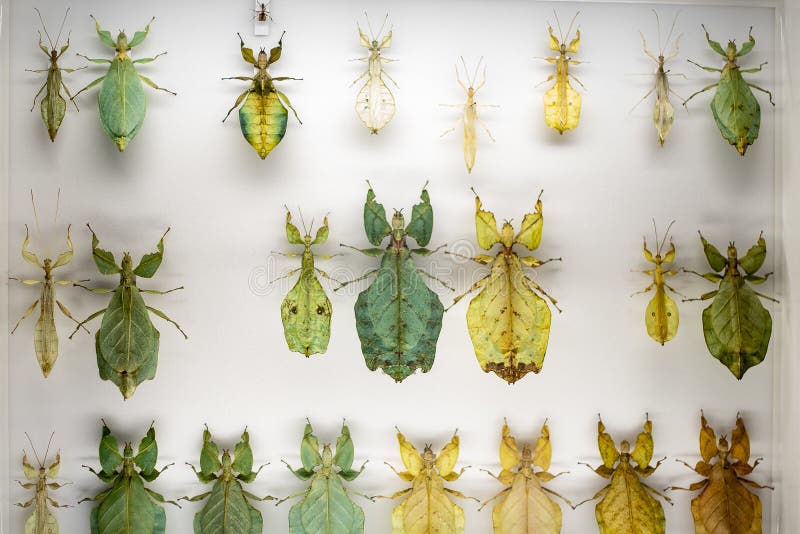 Collection of Many Big and Small Insects of Different Colors on a White ...