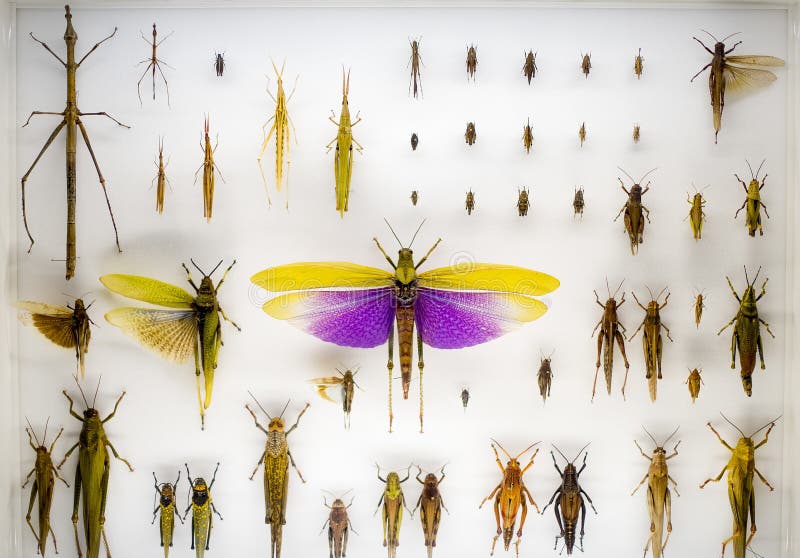 Collection of Many Big and Small Insects of Different Colors on a White ...