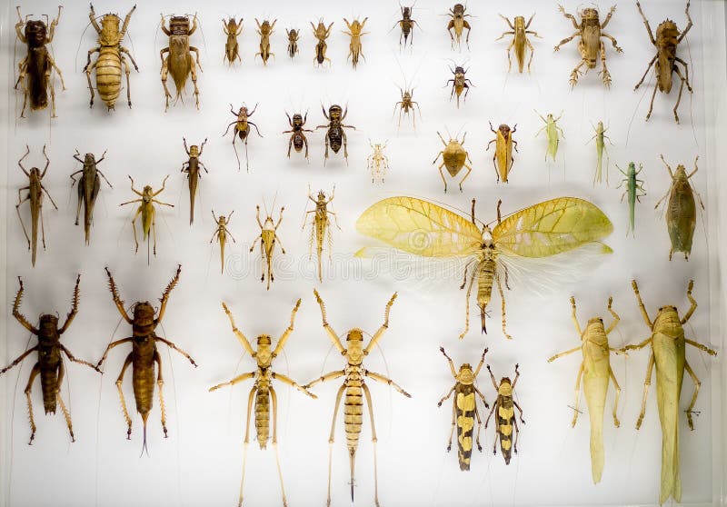Collection of Many Different Big and Small Insects on a White Surface ...
