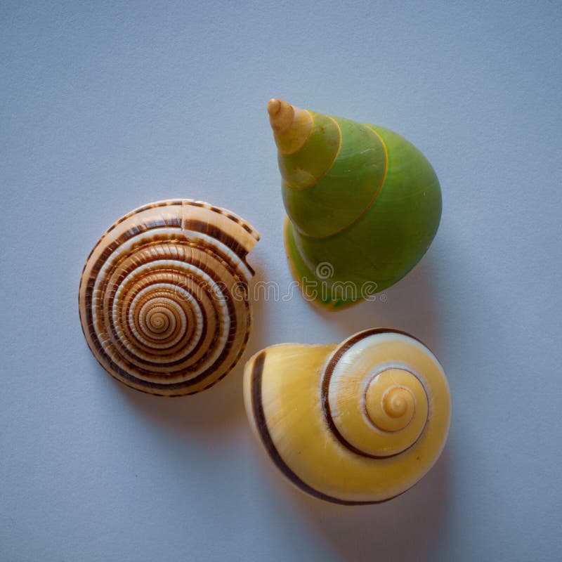 Collection of Marine Snails Stock Photo - Image of slit, shell: 180386512