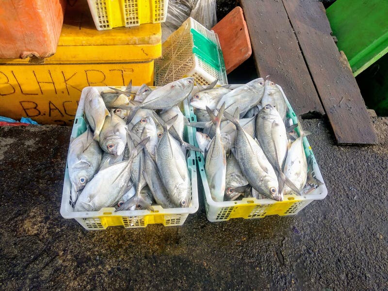 A Collection of Milk Fish in a Box Stock Photo - Image of milkfish ...