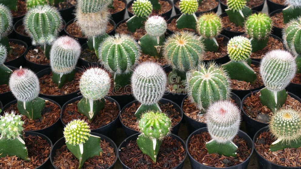Collection of Mini Cactus or Cacti with Aesthetic Patterns Stock Photo ...