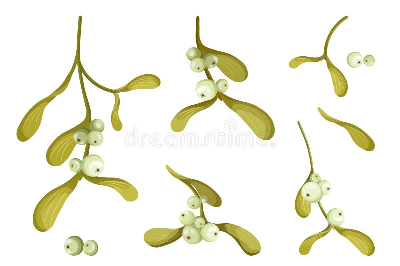 Collection of Mistletoe Branches and Berries. Great for Invitation ...