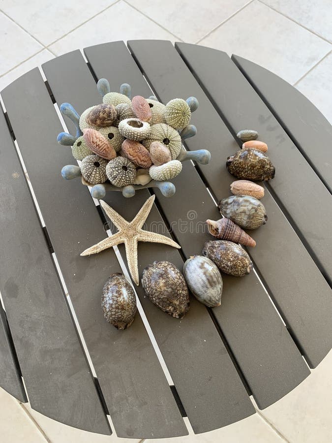 A Collection of Mixed Seashells on a Wooden Table Stock Photo - Image ...