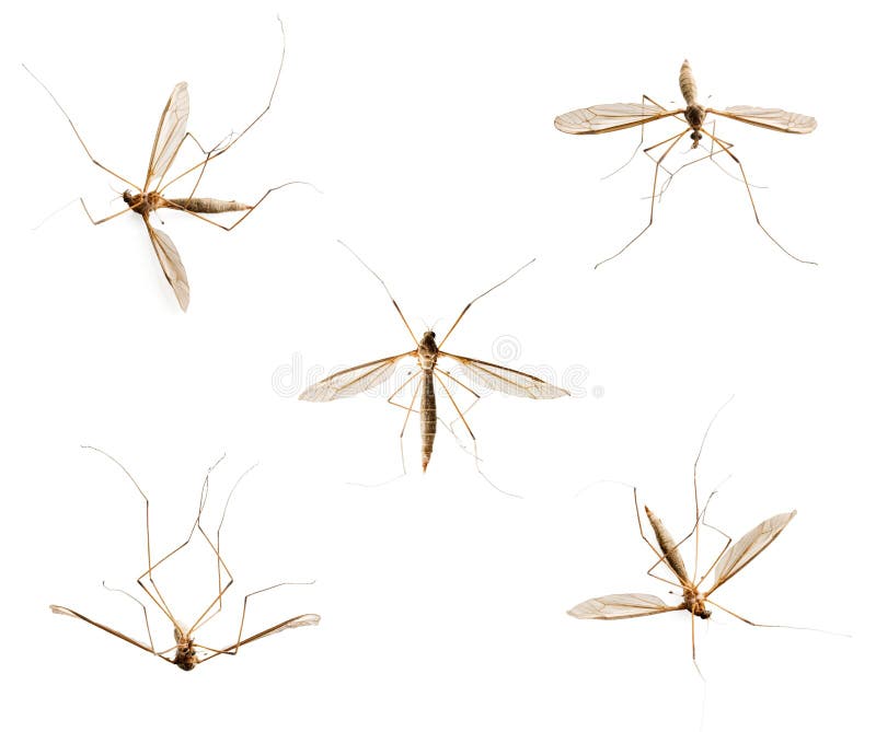 Mosquito dying stock image. Image of danger, single, mosquitoe - 64945829